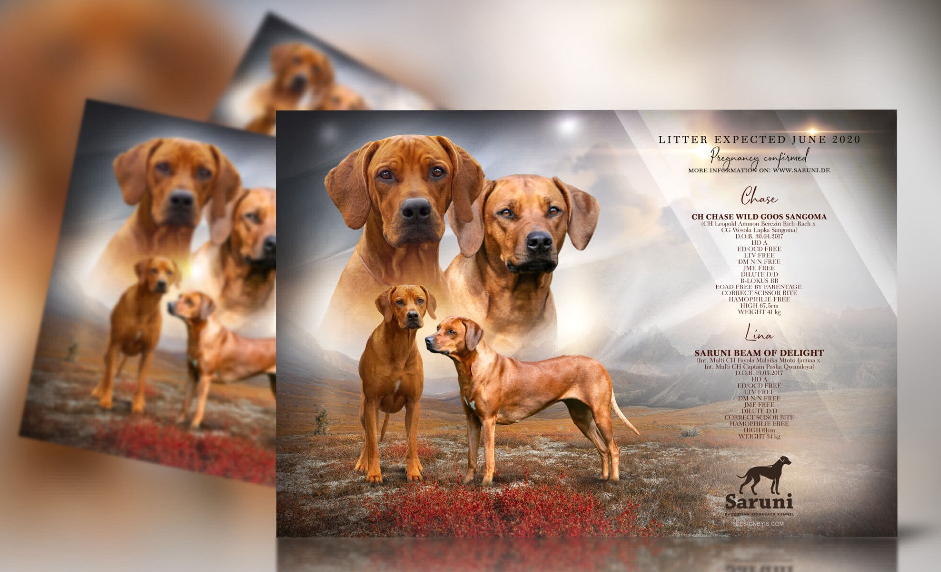 BREEDER GRAPHIC DESIGN. WEB DESIGN FOR BREEDERS
